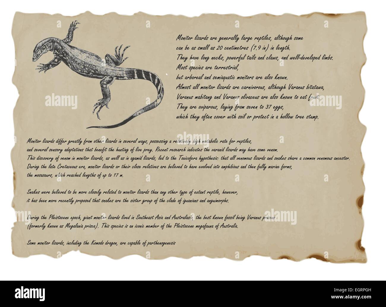 An hand drawn illustration - monitor lizard Stock Vector Image & Art ...