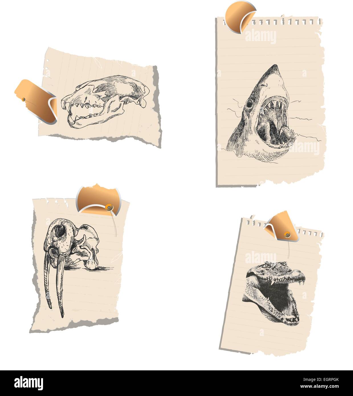 An hand drawn illustration - predators (animals Stock Vector Image ...