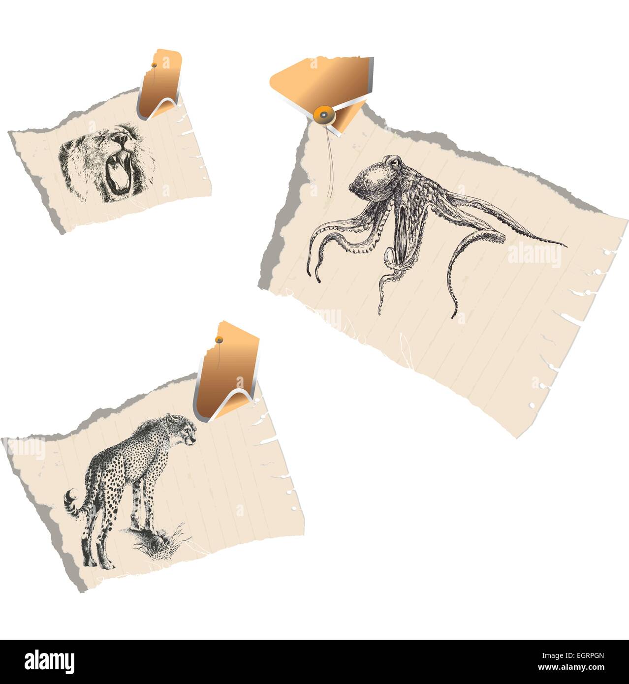 An hand drawn illustration - predators (animals Stock Vector Image ...