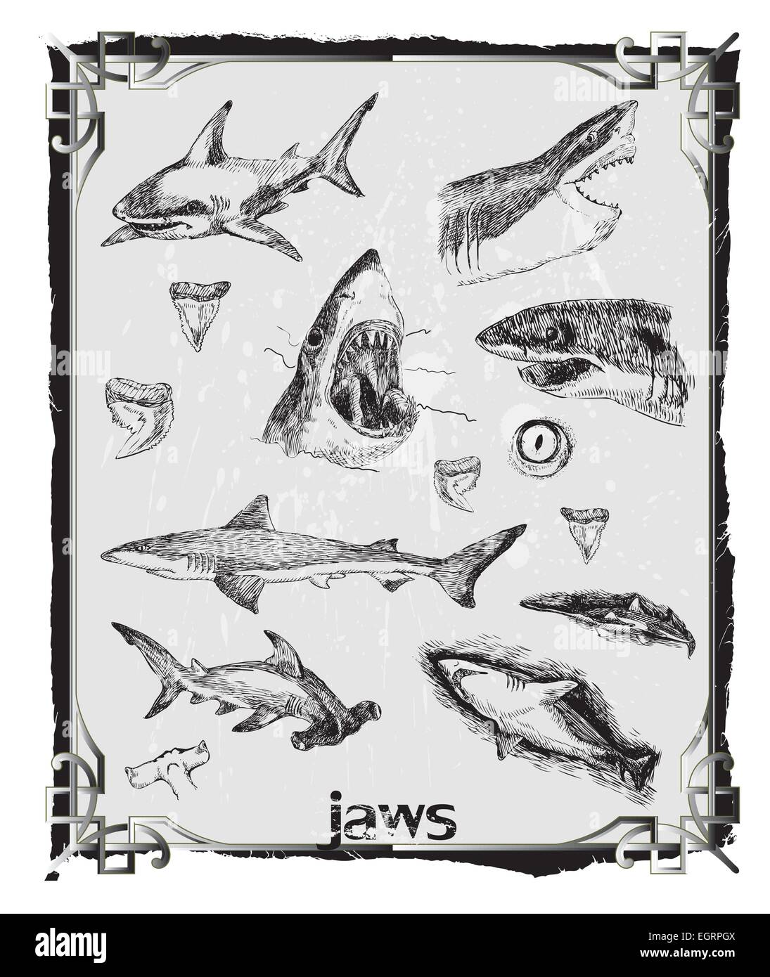 An hand drawn illustration - Sharks Stock Vector Image & Art - Alamy