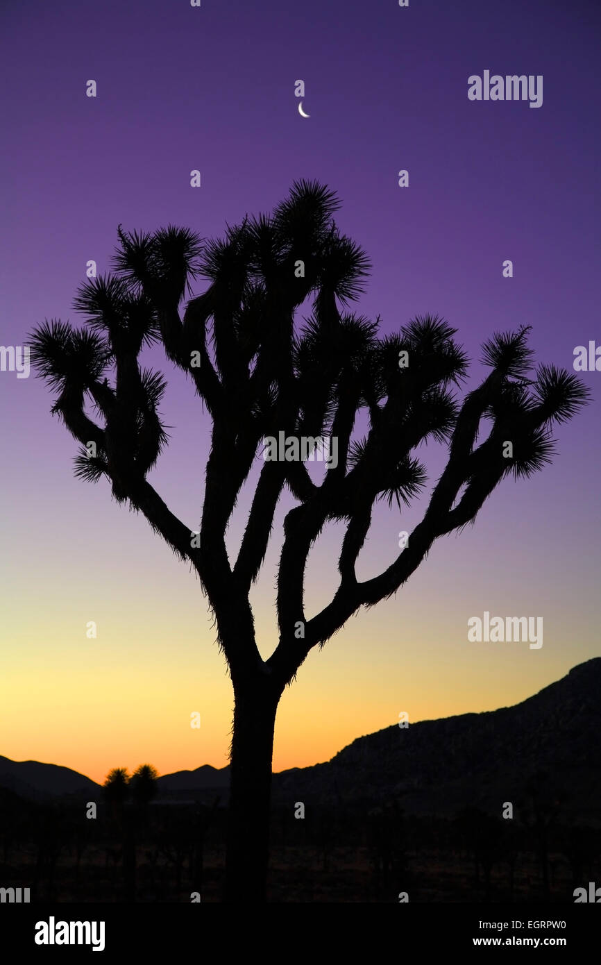 Moon over Joshua tree (Yucca brevifolia) silhouettes in twilight ...