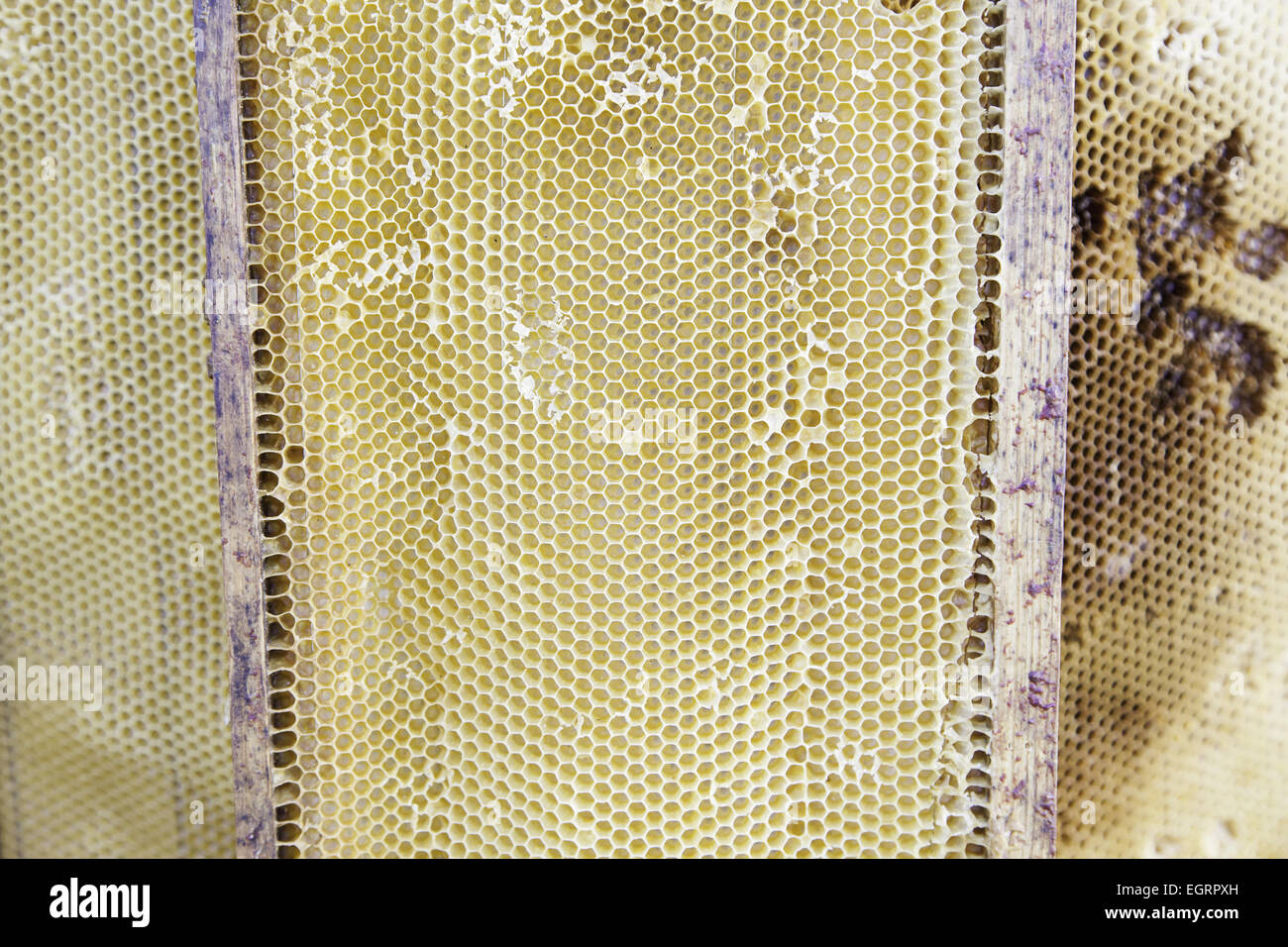 Beehive, detail of a beehive with honey, nature food Stock Photo - Alamy