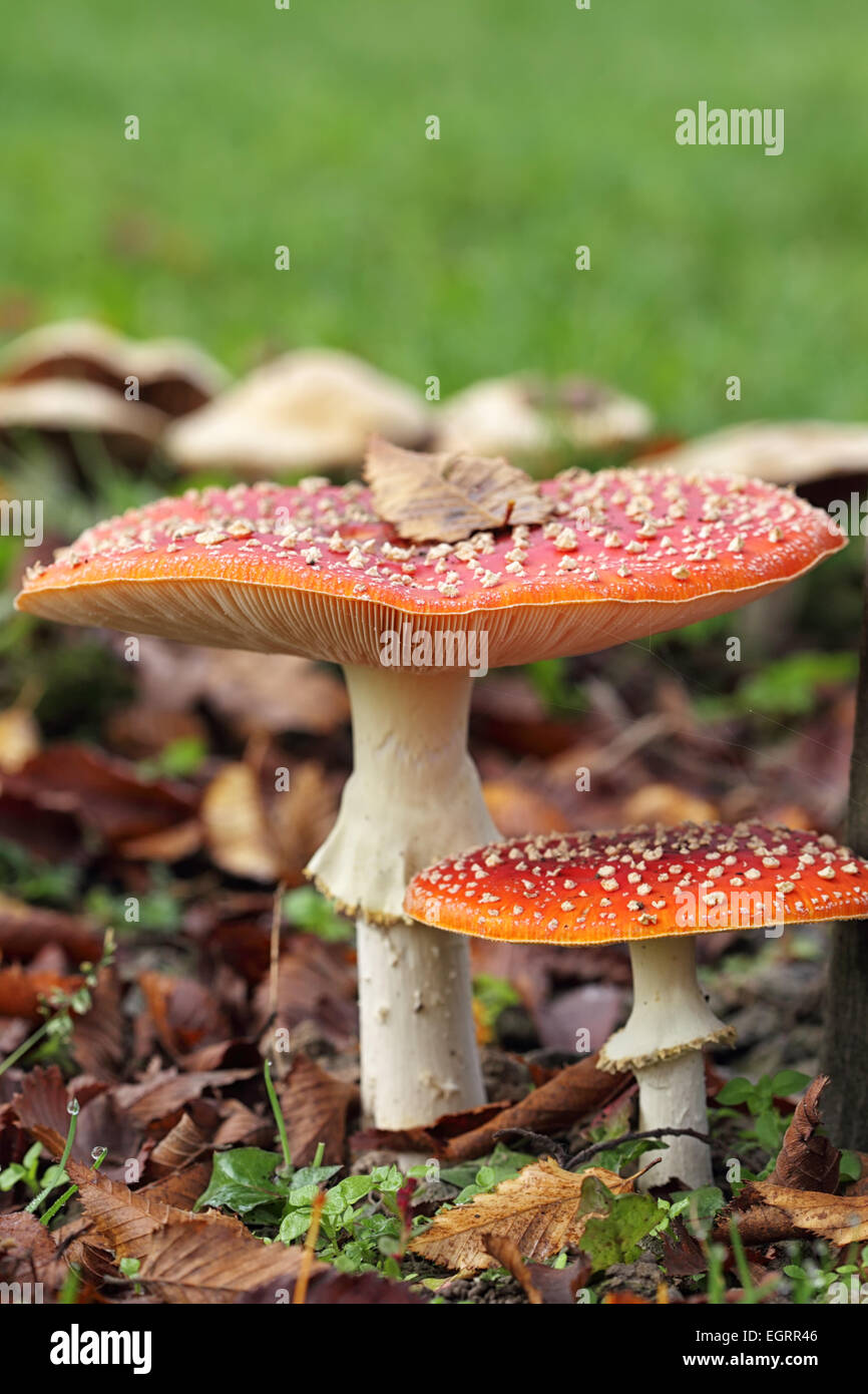 Fly Agaric in autumn on the forest floor covered in dry leaves Stock ...