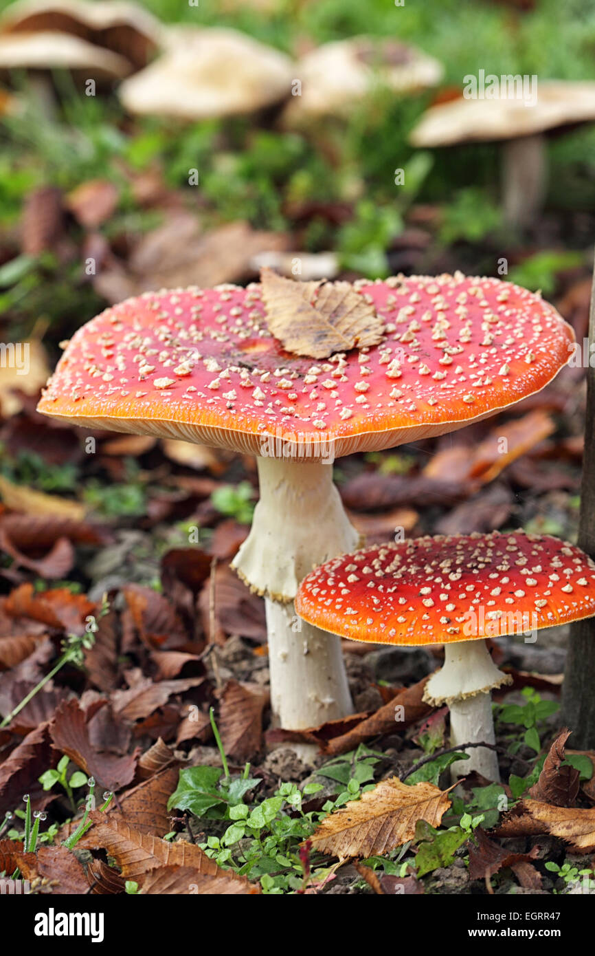 Fly Agaric in autumn on the forest floor covered in dry leaves Stock ...