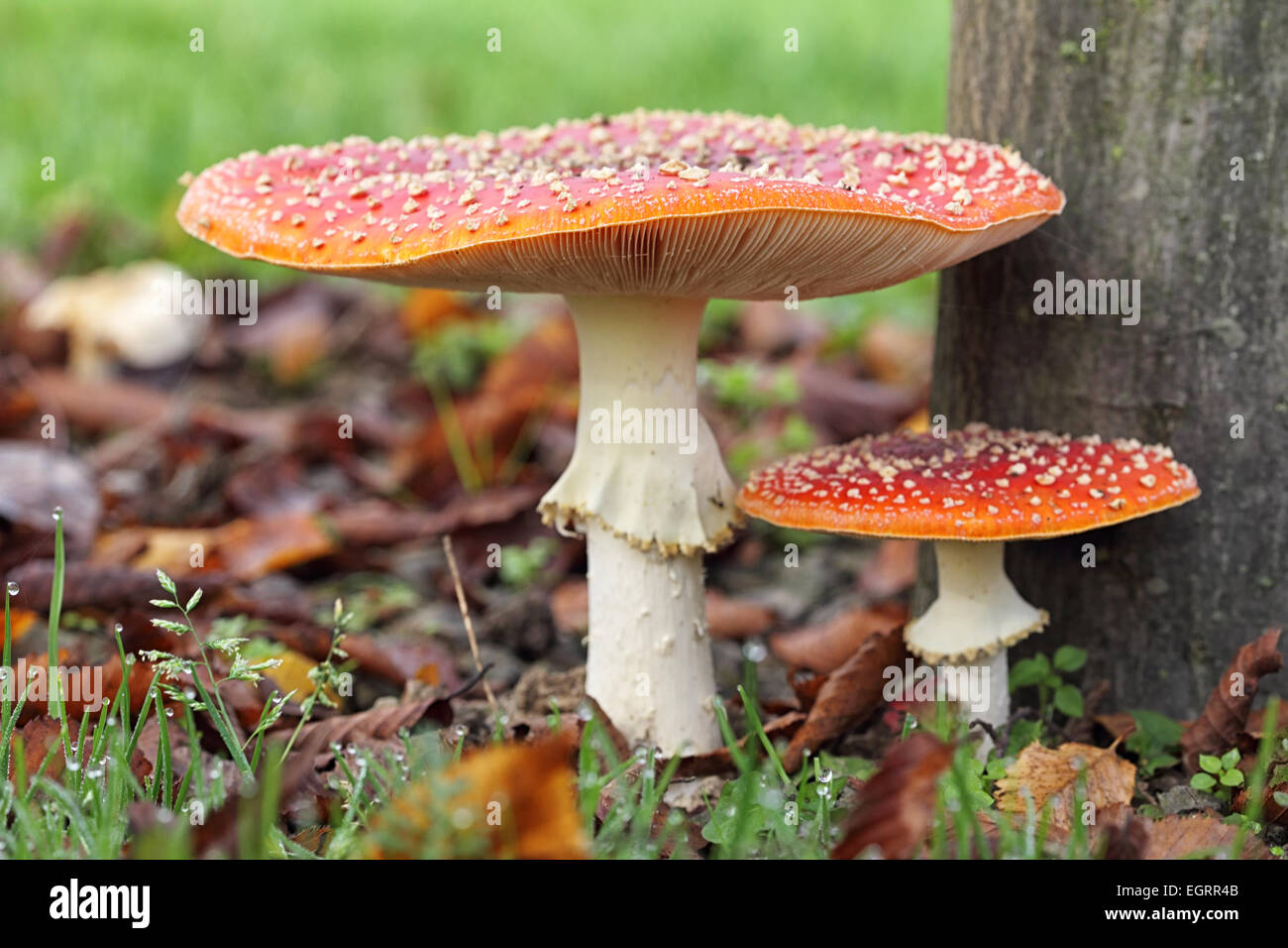 Fly Agaric in autumn on the forest floor covered in dry leaves Stock ...