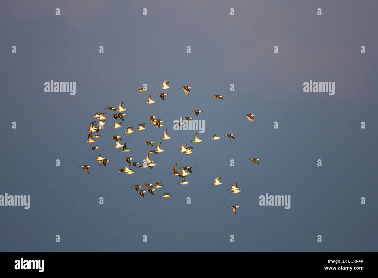Dunlin Calidris alpina, winter flock, in flight over water, Steart ...