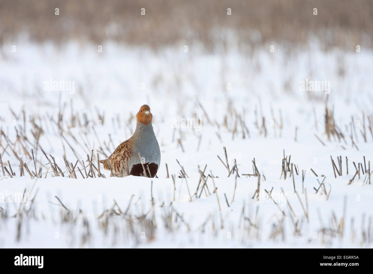 Grey partridge hi-res stock photography and images - Alamy