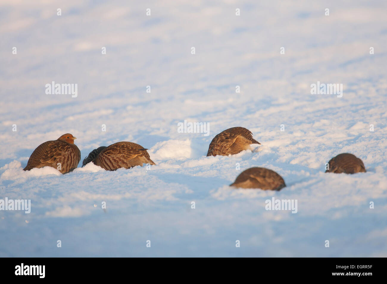 Group of grey partridges partridge hi-res stock photography and images ...