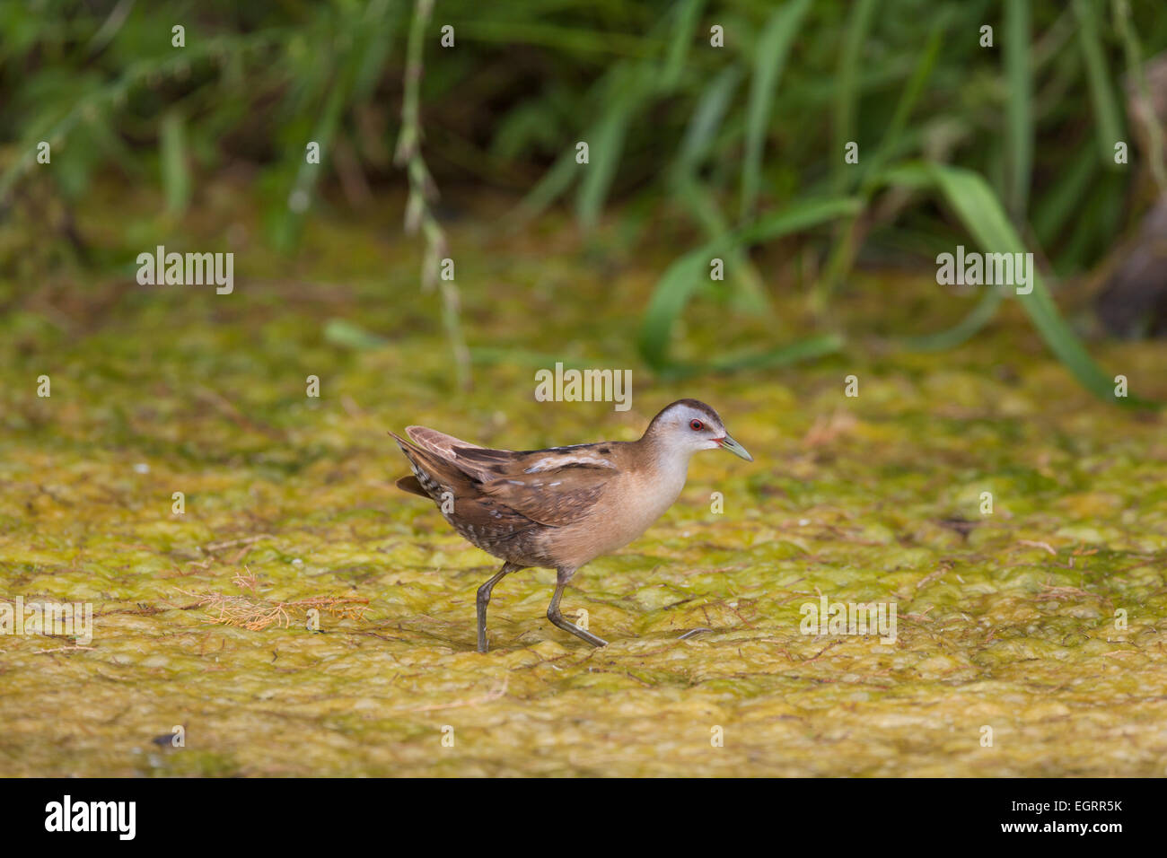 2007 animalia hi-res stock photography and images - Alamy