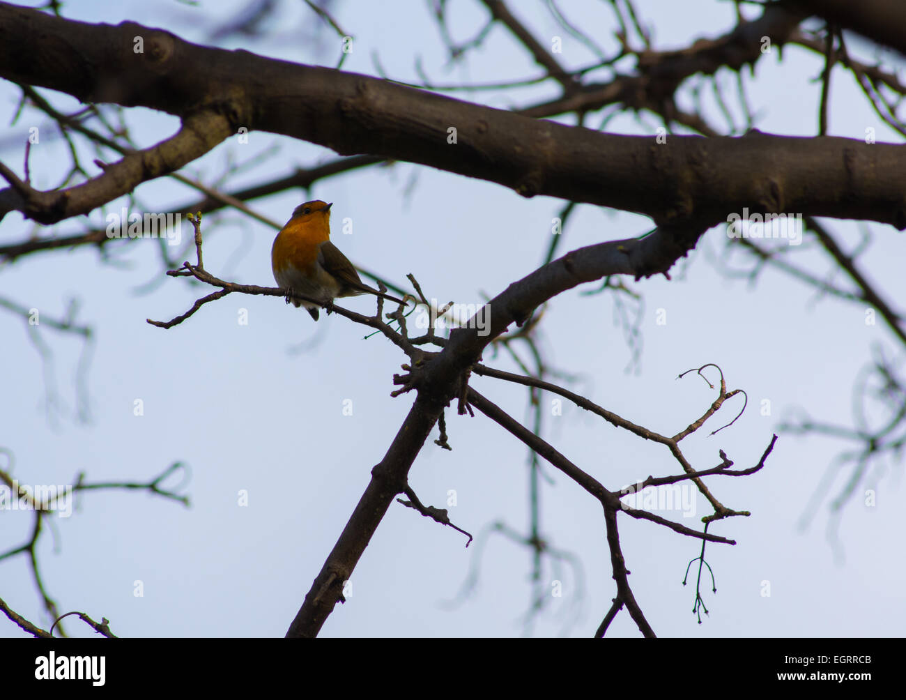Robin in spring Stock Photo - Alamy