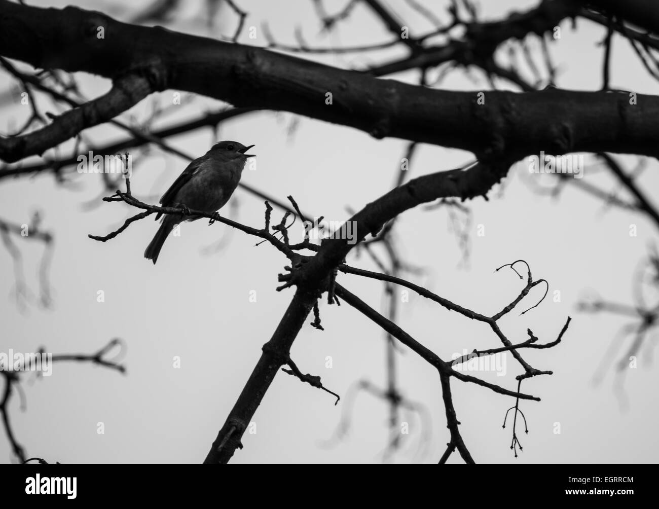 Robin bird Black and White Stock Photos & Images - Alamy