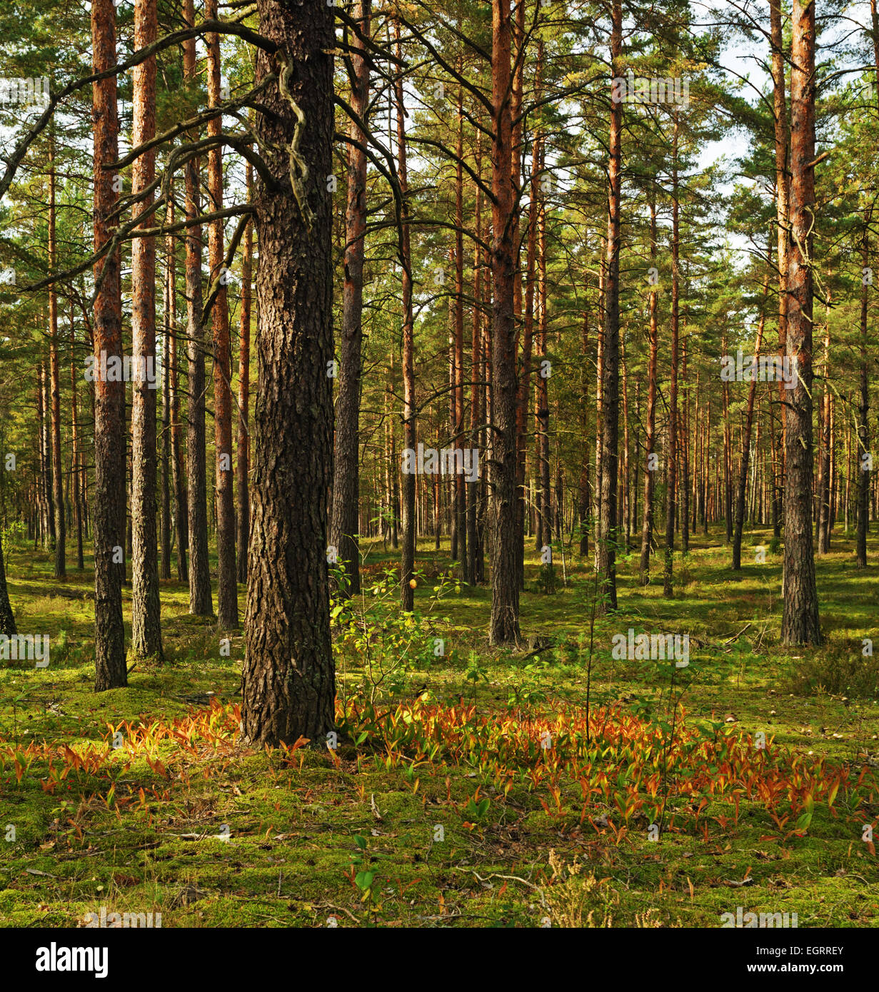 Sunlight pine forest landscape Stock Photo - Alamy
