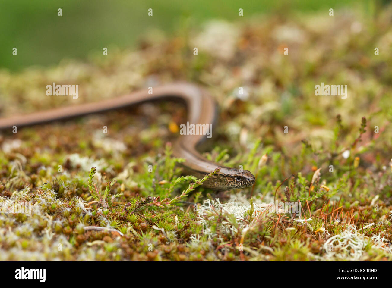 Slow worm hi-res stock photography and images - Alamy