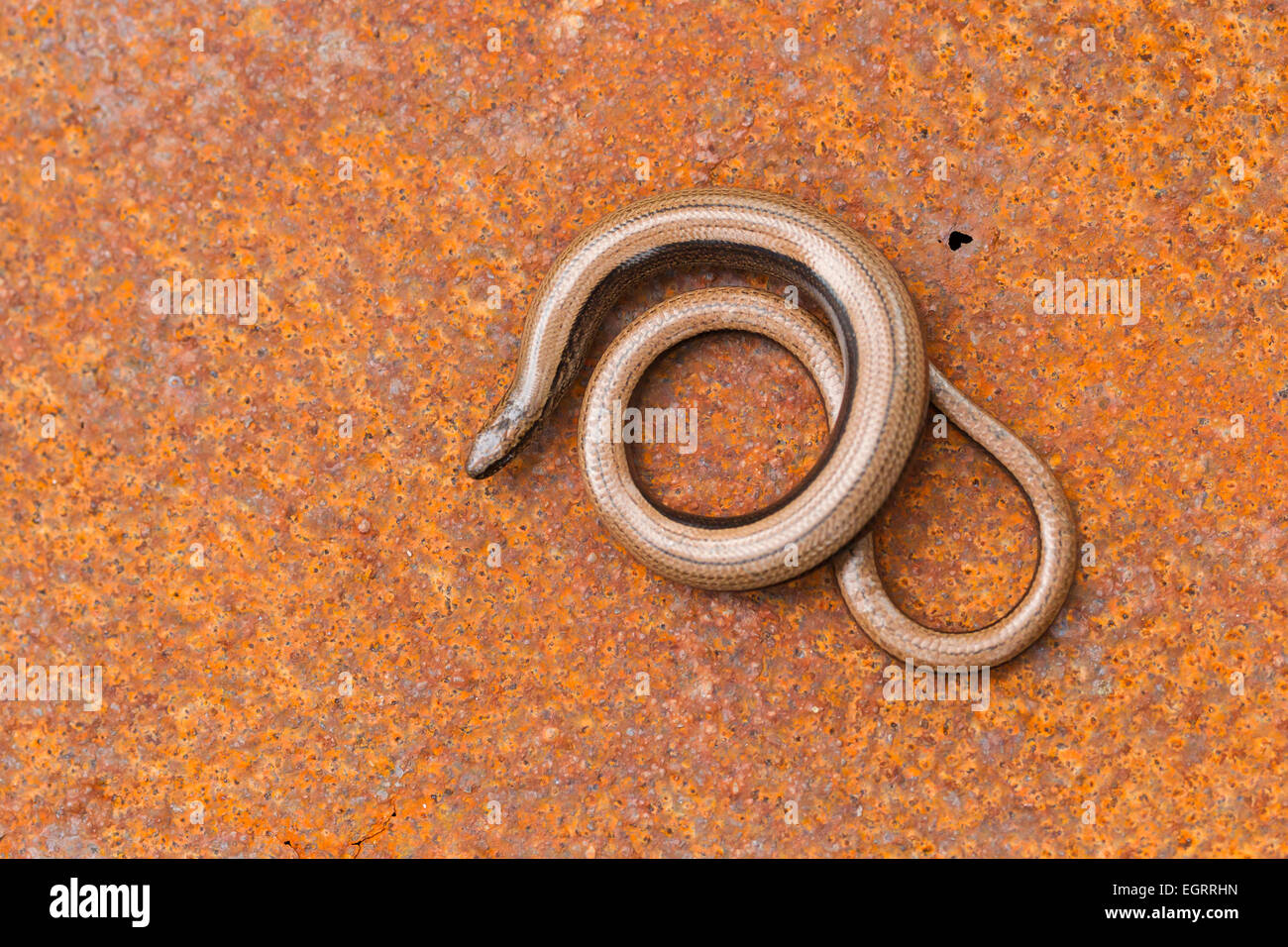 Female slowworm hi-res stock photography and images - Alamy