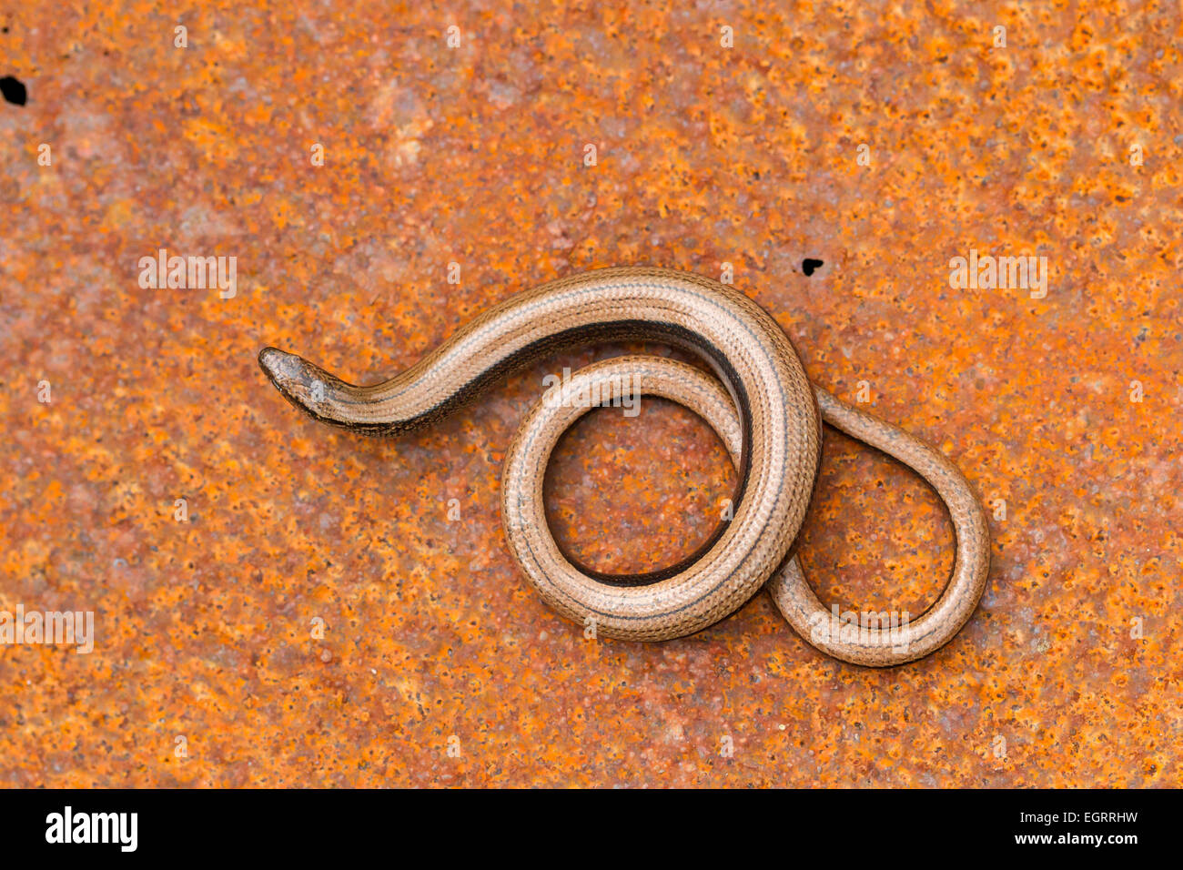 Slow worm Anguis fragilis (controlled conditions), adult female, coiled ...