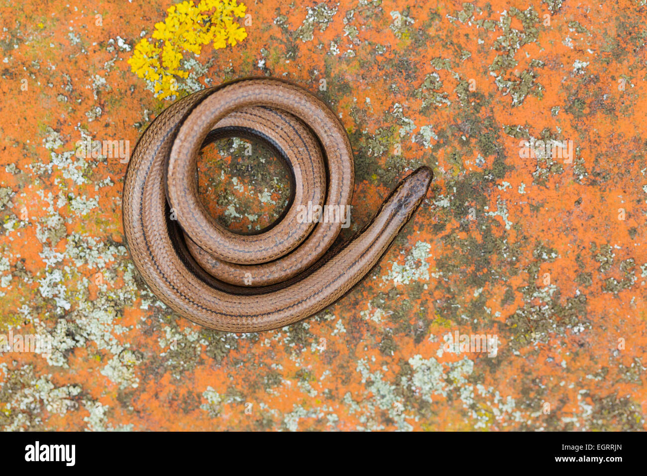 Slow worm Anguis fragilis (controlled conditions), adult female, coiled ...