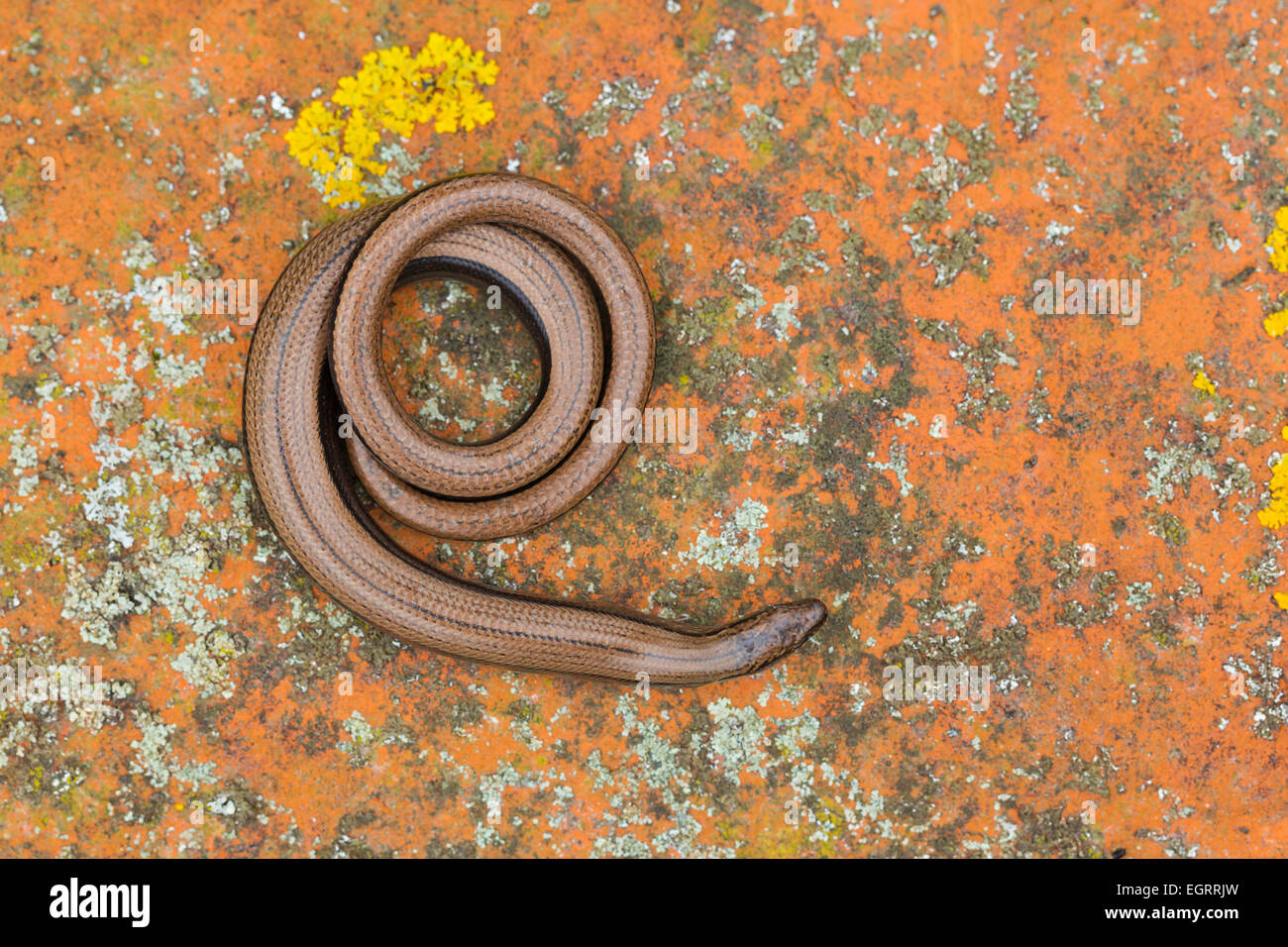 Female slowworm hi-res stock photography and images - Alamy
