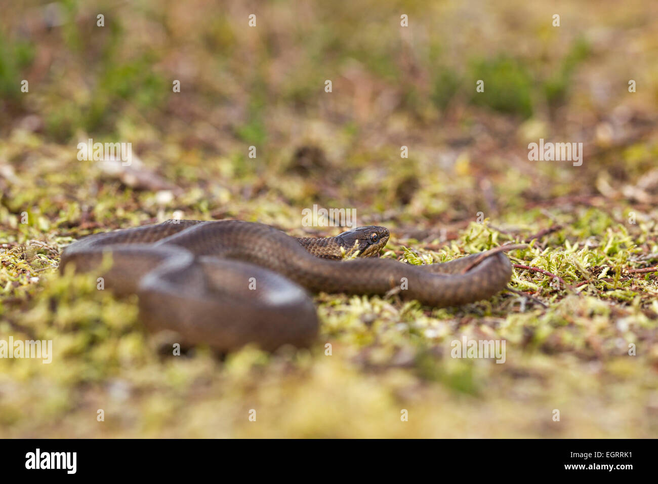 Smooth snake Coronella austriaca (under licence), adult female, coiled ...
