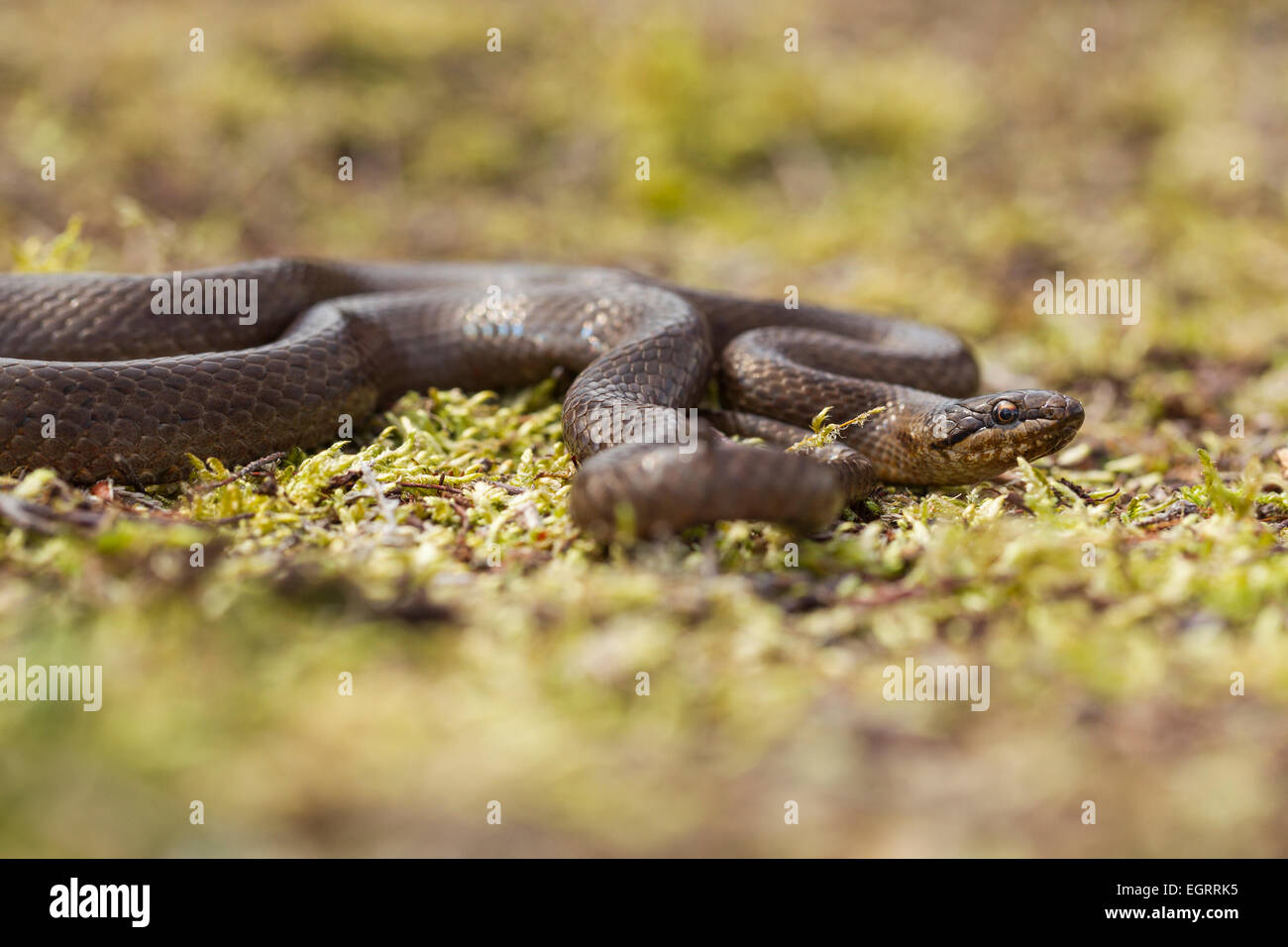 Smooth snake Coronella austriaca (under licence), adult female, coiled ...