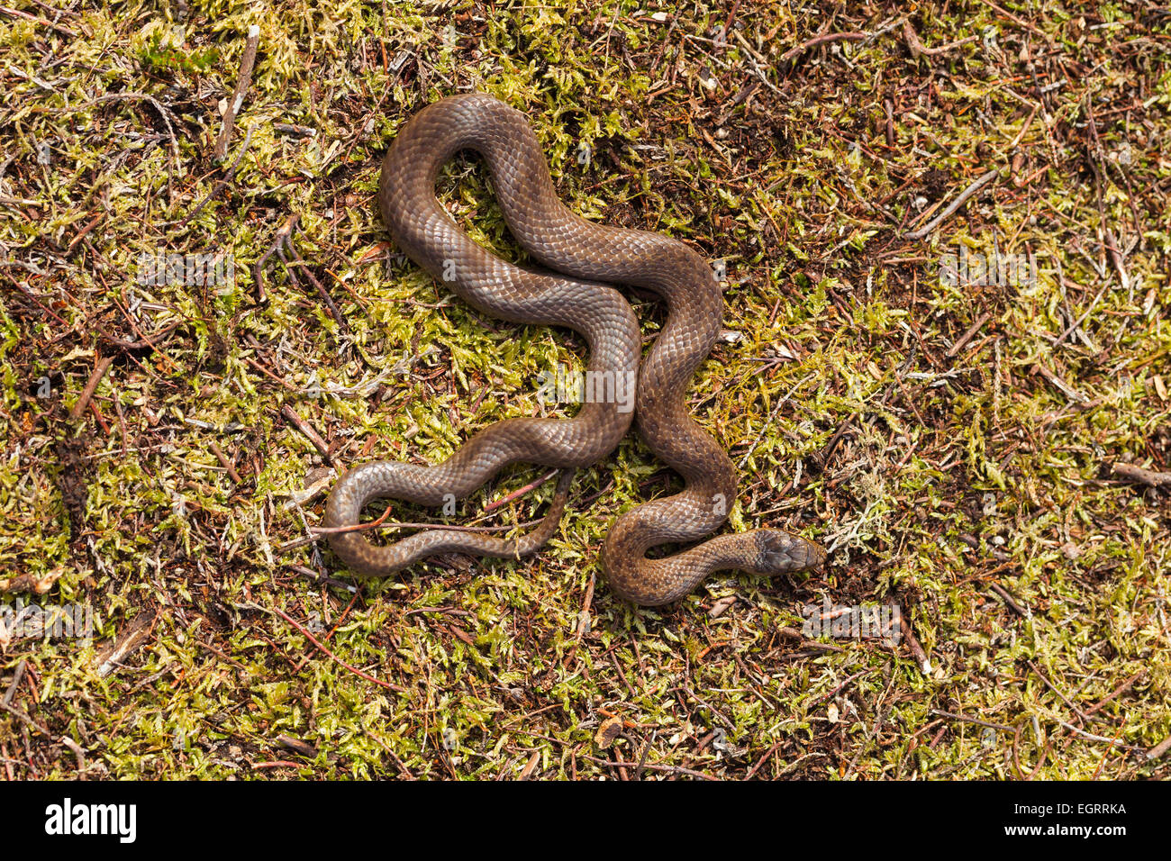 Smooth snake Coronella austriaca (under licence), adult female, coiled ...