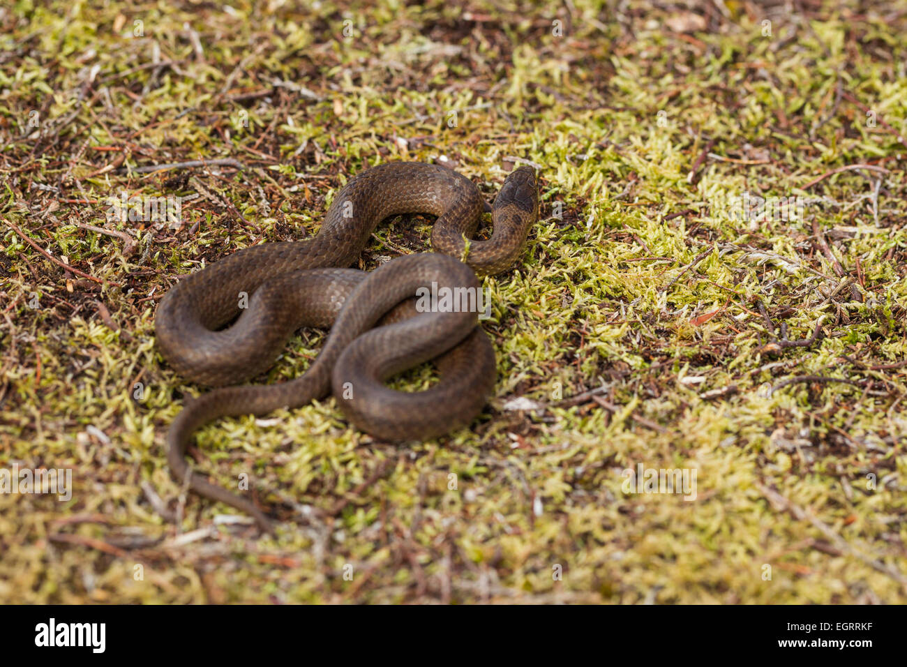 Smooth snake Coronella austriaca (under licence), adult female, coiled ...