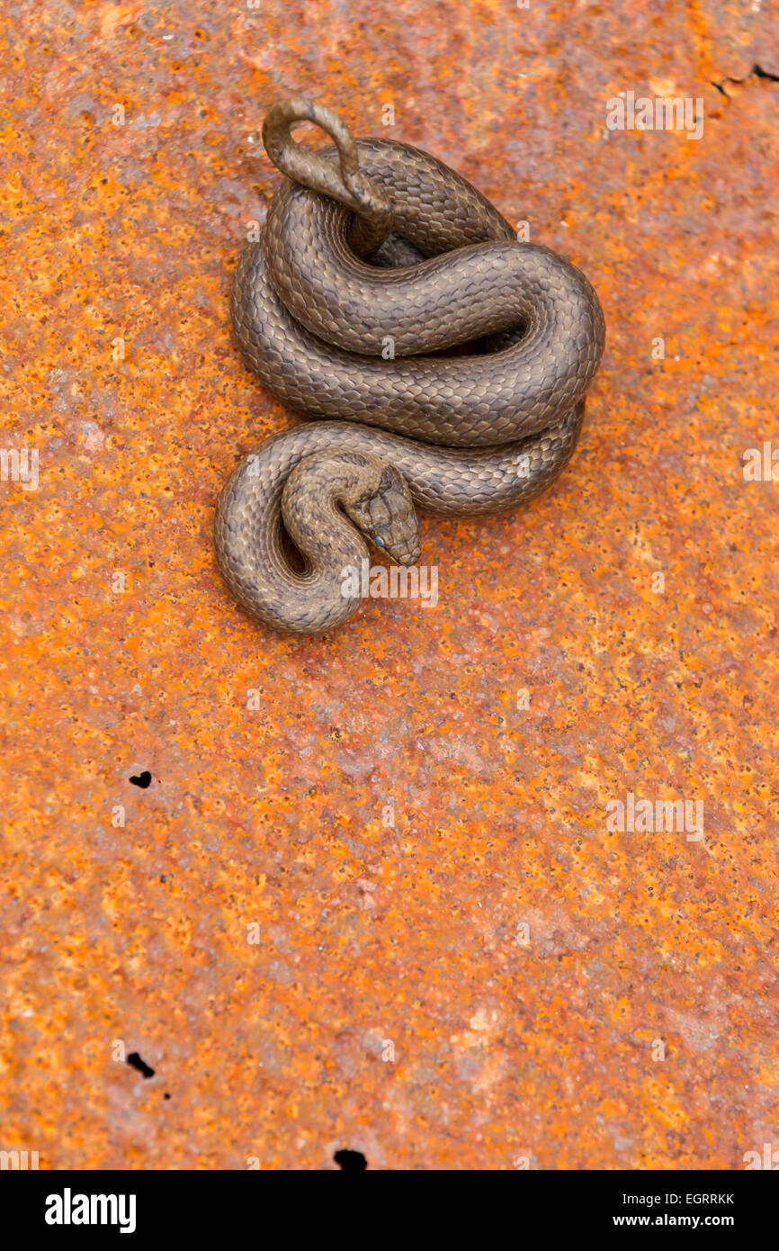 Snakes in dorset hi-res stock photography and images - Alamy