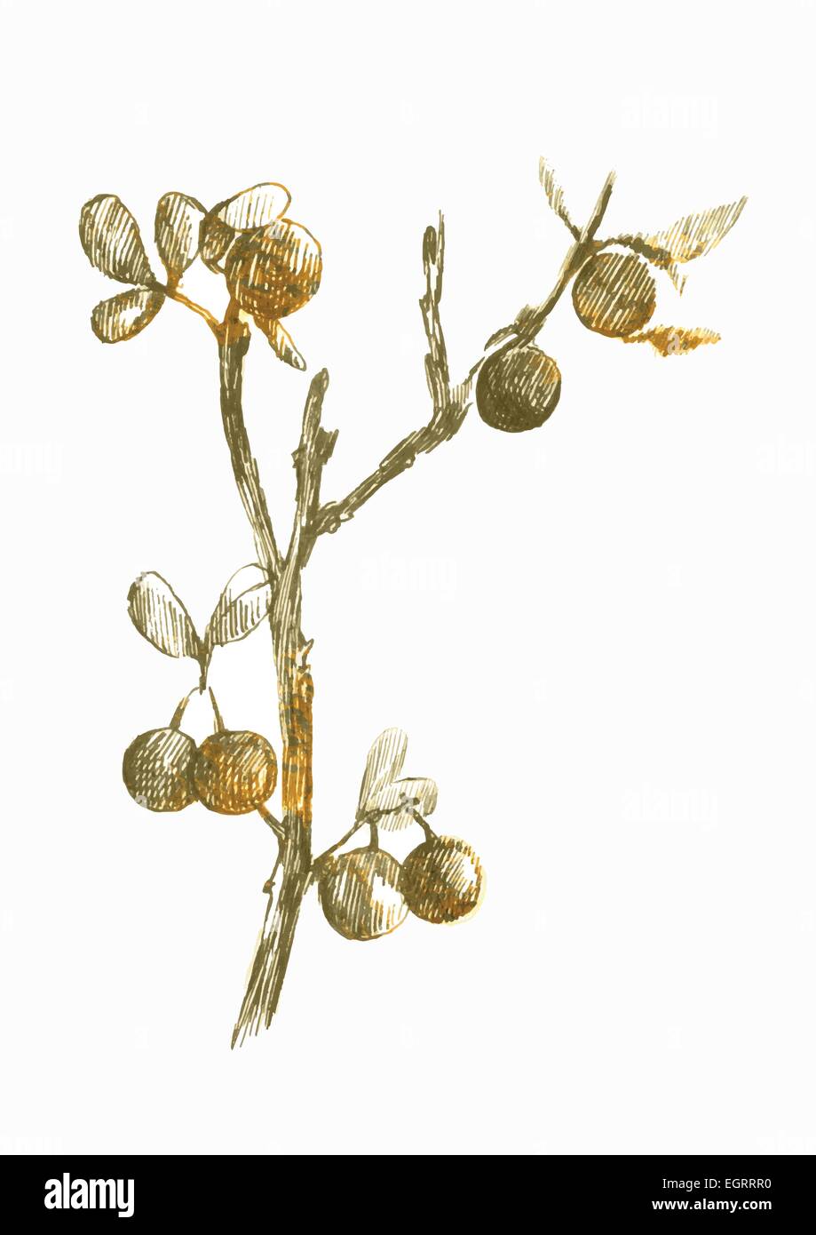 Blackthorn Tree Tattoo