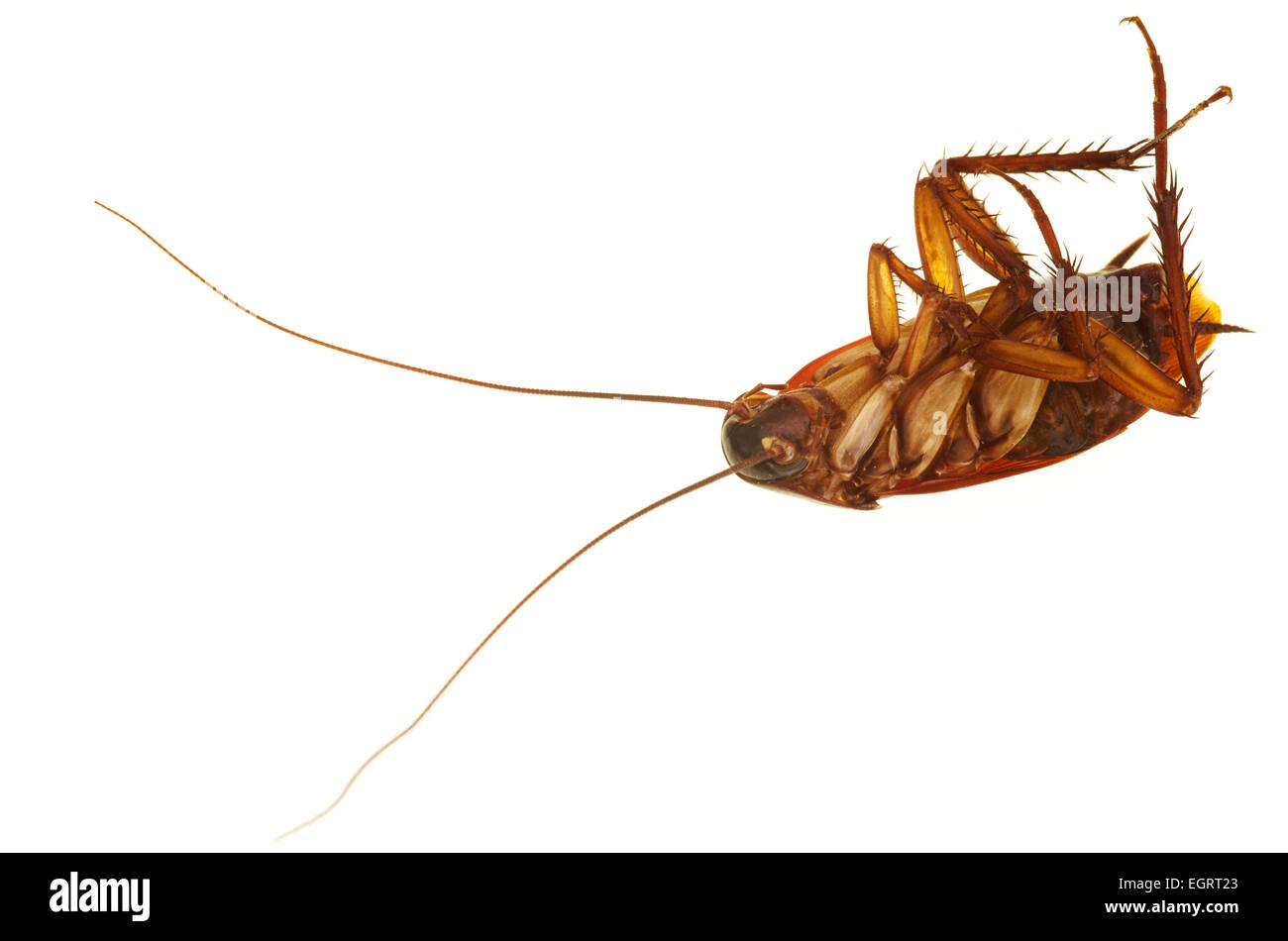 Closeup cockroach Cut Out Stock Images & Pictures - Alamy