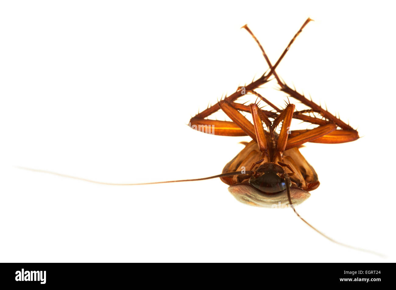 Cockroach frontal view Stock Photo - Alamy
