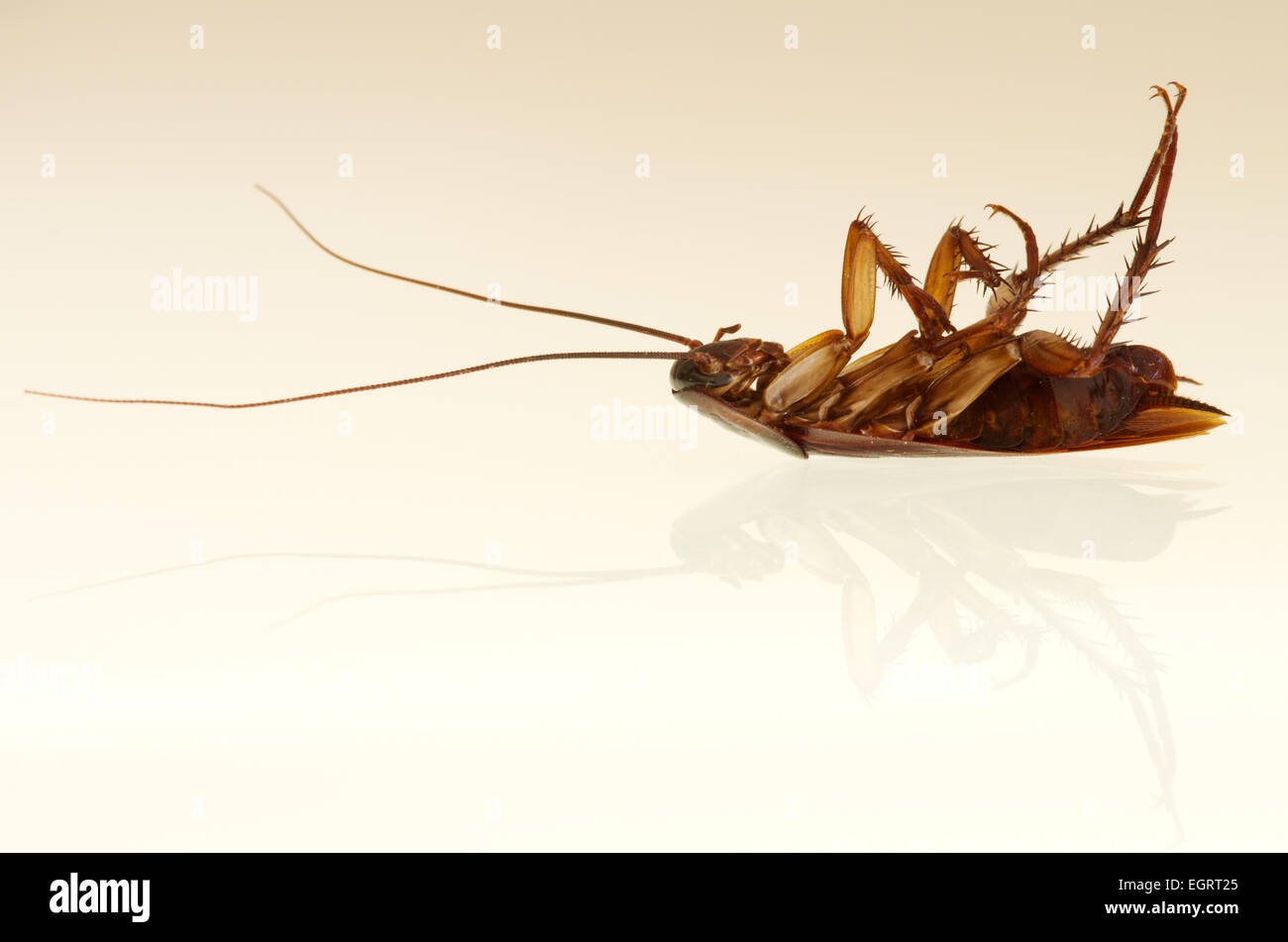 Profile of an insect hi-res stock photography and images - Alamy