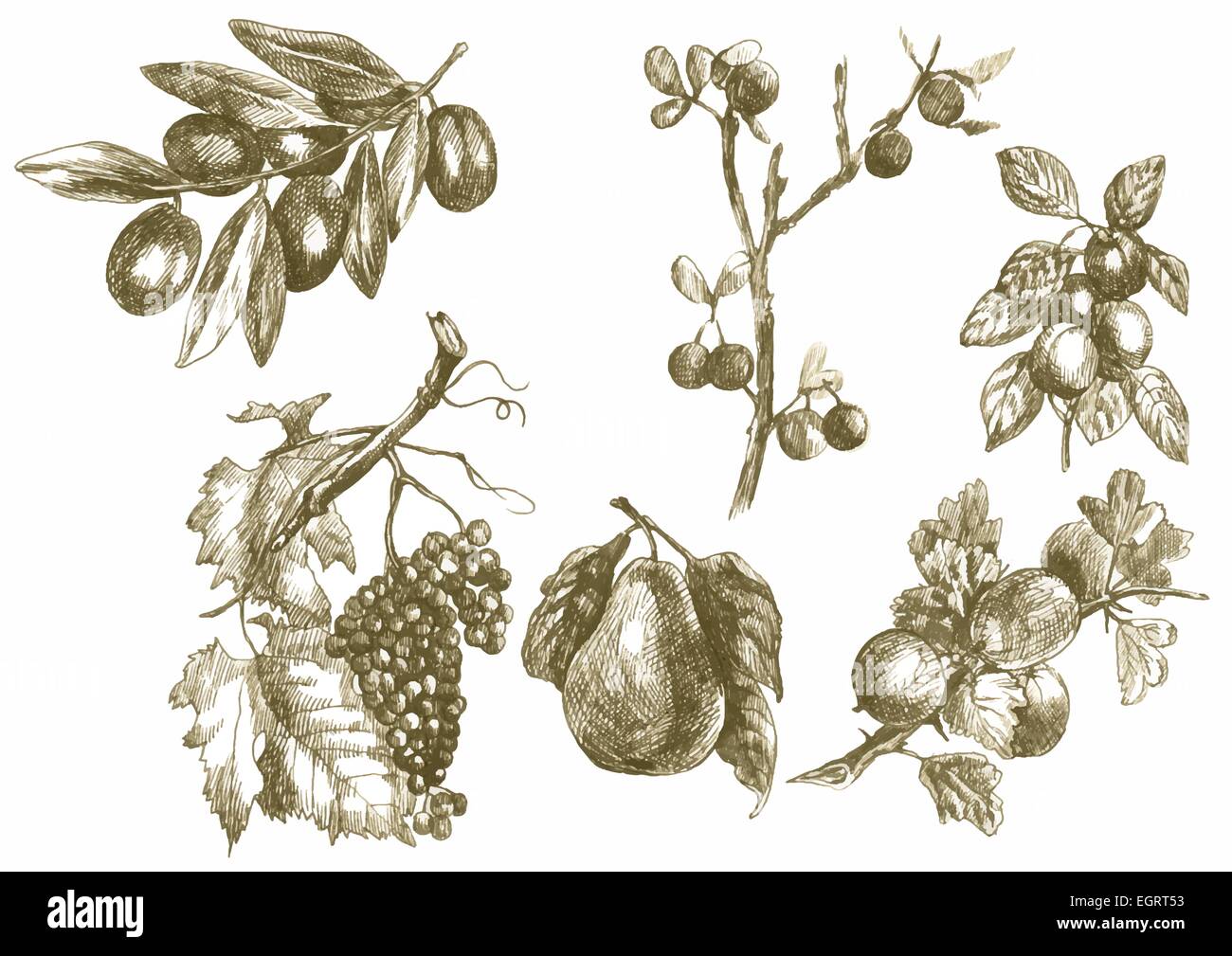 an hand drawn illustration (marker technique, converted): plants ...