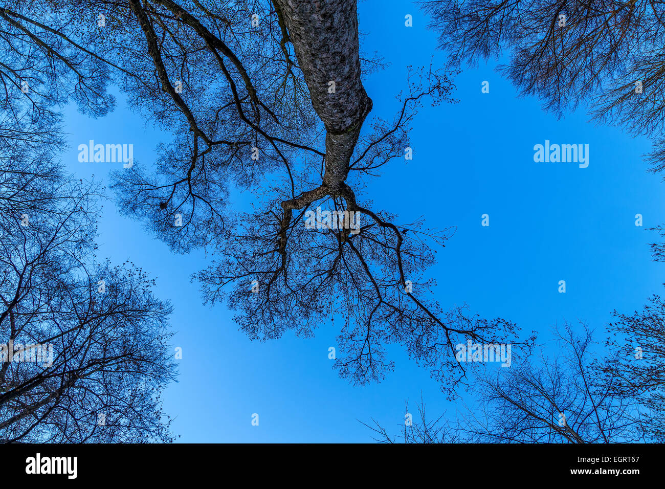 View of Trees From Below Stock Photo - Alamy