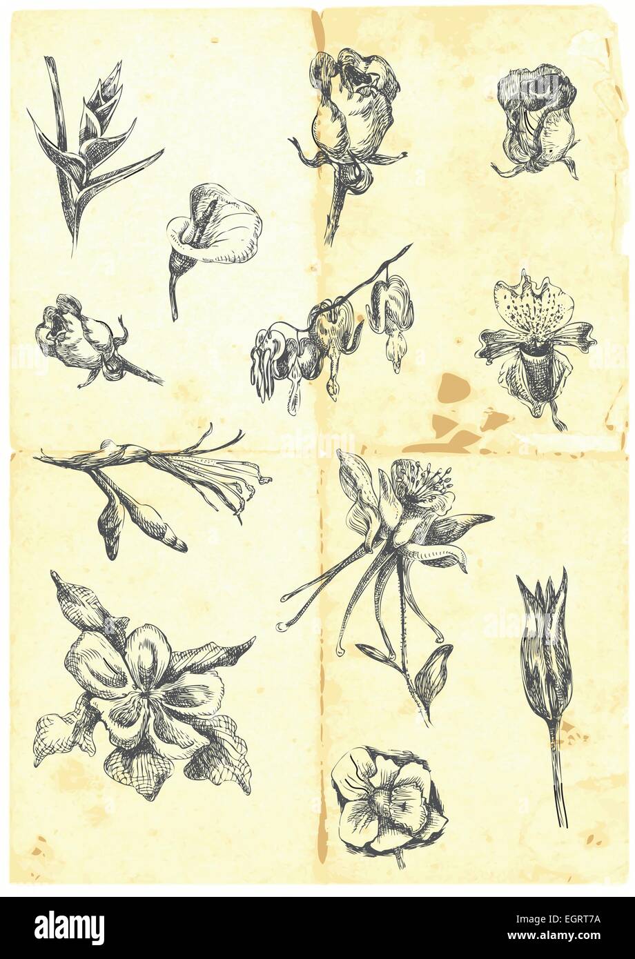 Hand drawn a large collection of different flowers. Lilies, roses ...