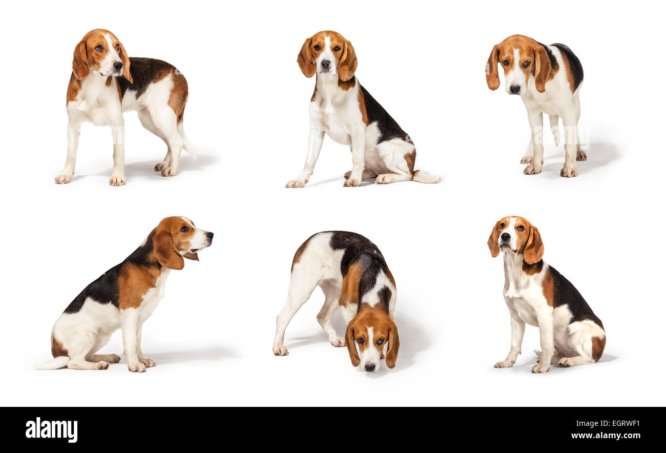 Beagles hi-res stock photography and images - Alamy