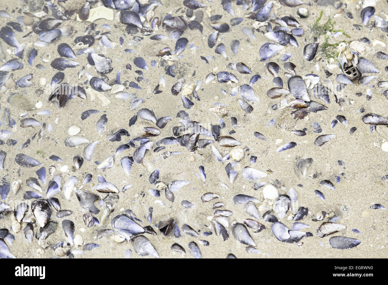 Shells on the sea water, detail of some shells on the sea molluscs ...