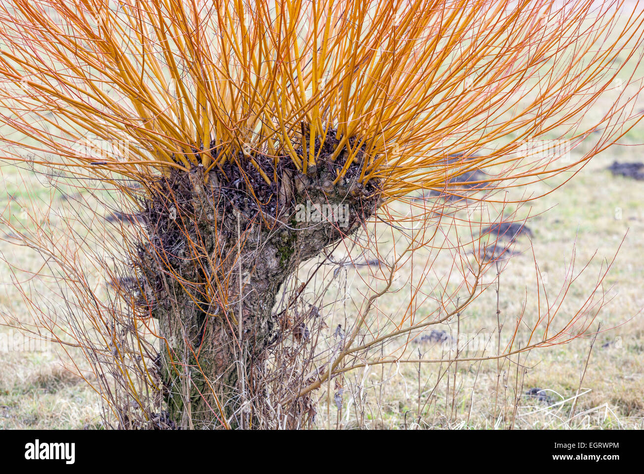 Osier willow Salix viminalis, pollarded willows, used in basketry ...