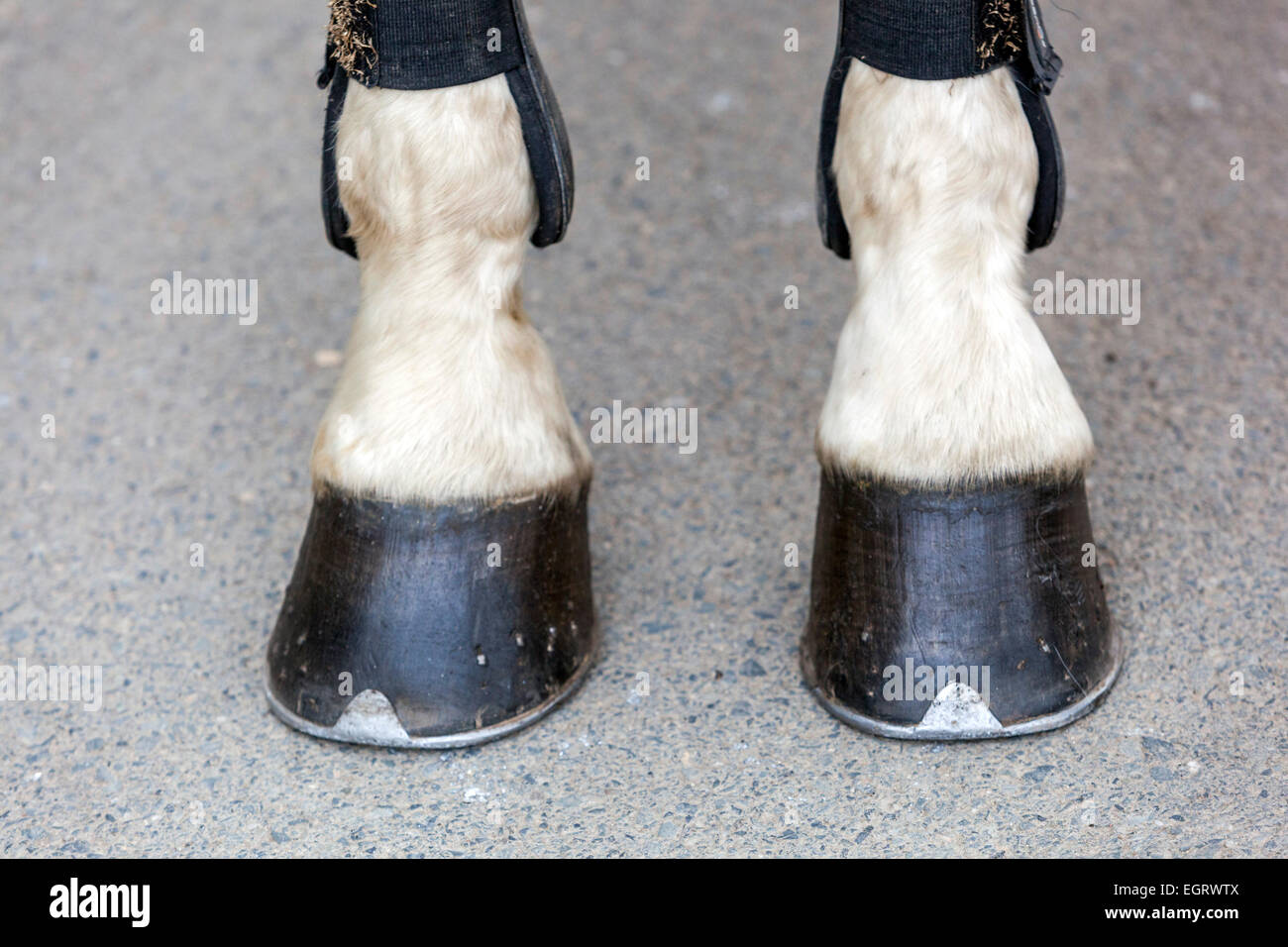 close up of horse hooves Stock Photo - Alamy
