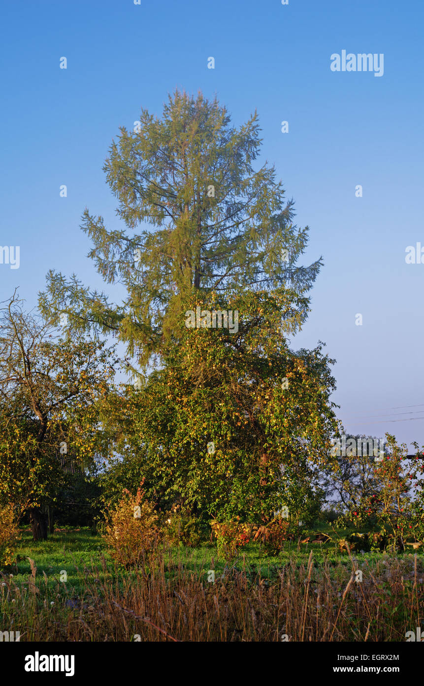 Garden rows dry grass hi-res stock photography and images - Alamy