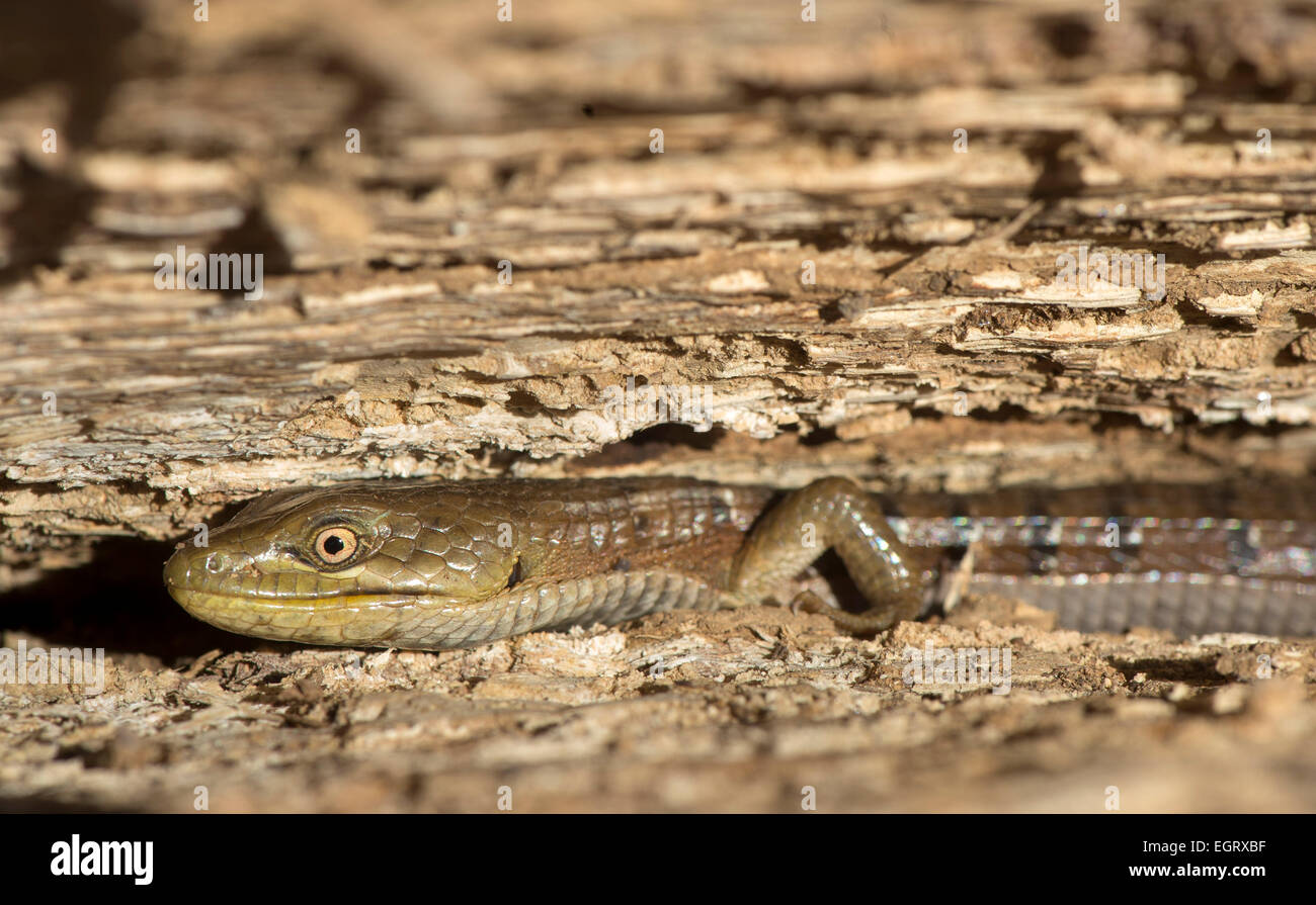 Elkton, Oregon, USA. 1st Mar, 2015. An Oregon alligator lizards hides ...