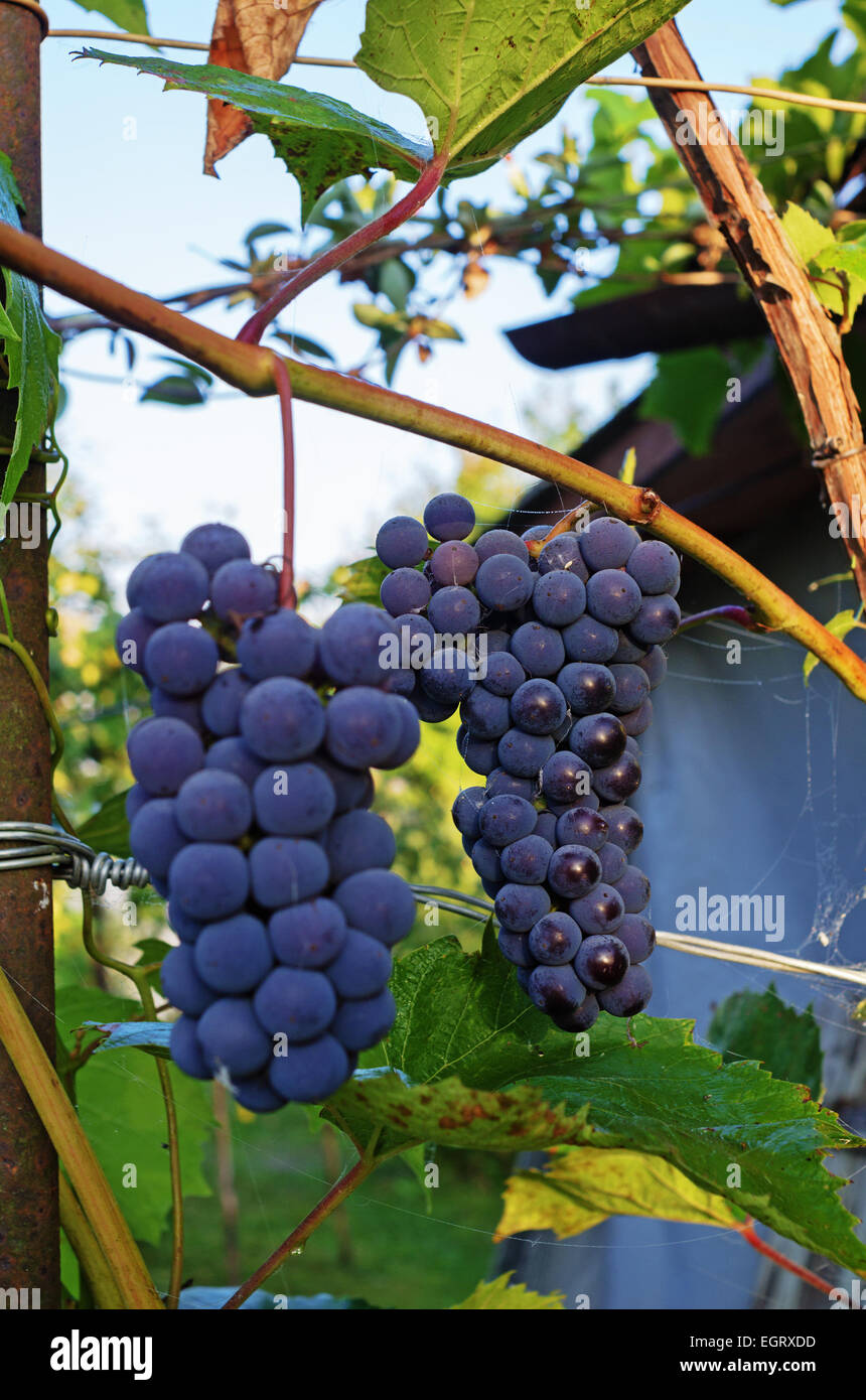 Grapes Growing By Sun Shade High Resolution Stock Photography and ...