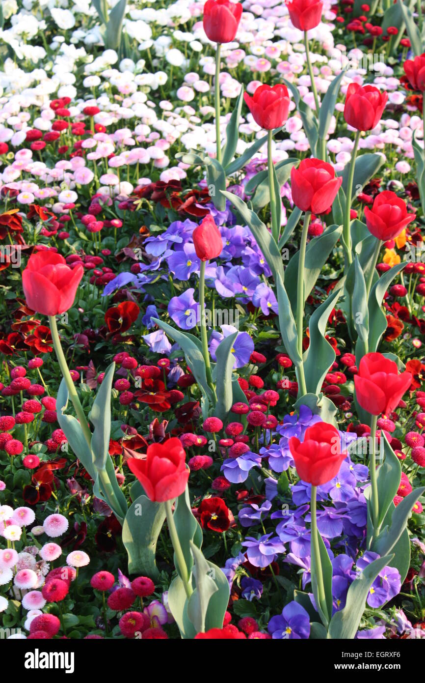 Colorful flowers in spring season Stock Photo - Alamy