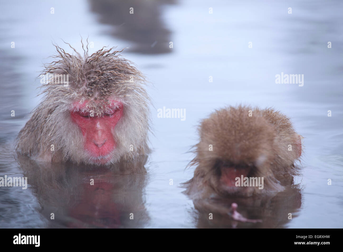 Snow monkey in hot spring, Jigokudani, Nagano, Japan Stock Photo - Alamy