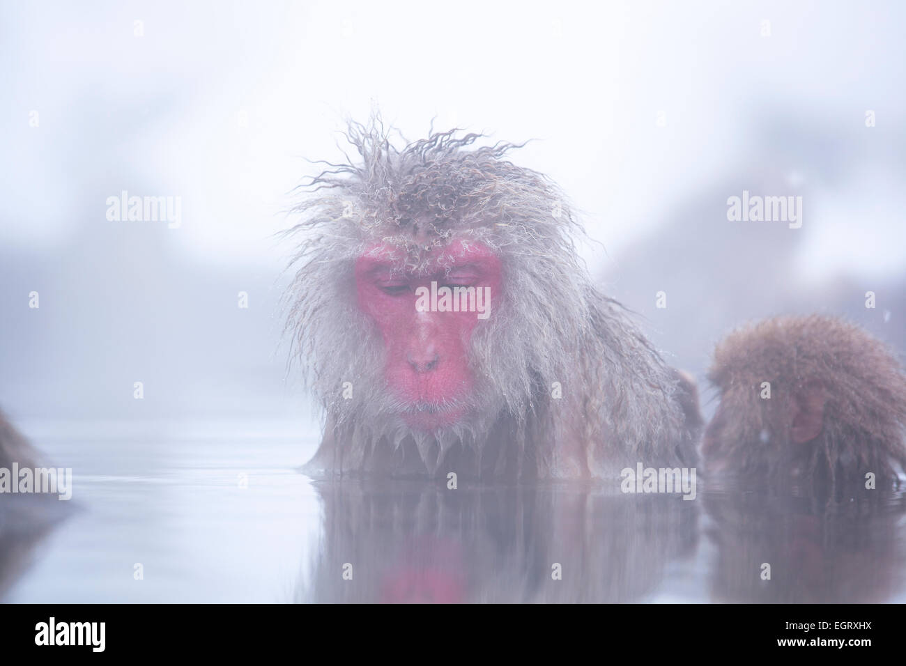 Snow monkey in hot spring, Jigokudani, Nagano, Japan Stock Photo - Alamy