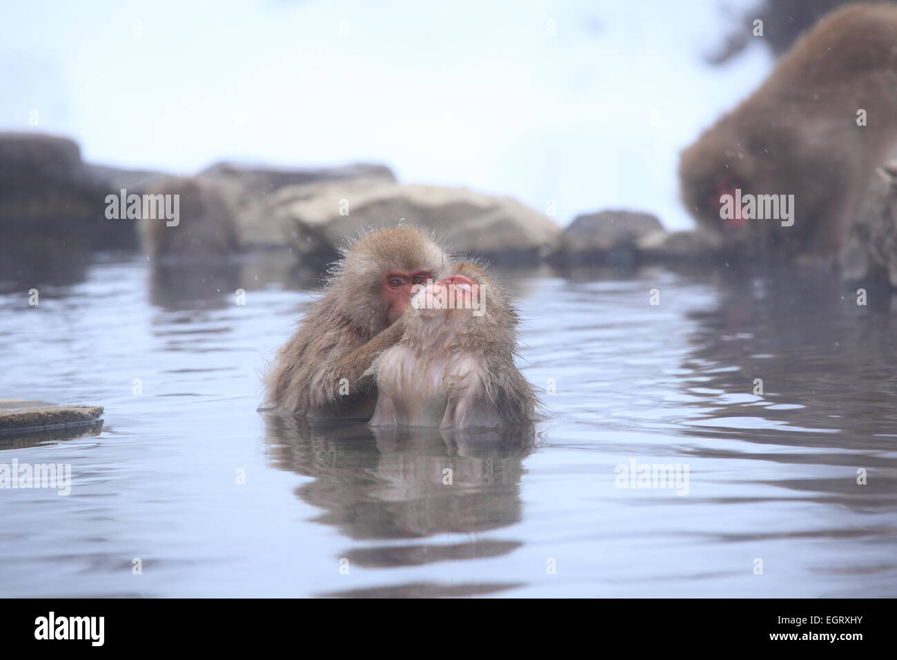 Snow monkey in hot spring, Jigokudani, Nagano, Japan Stock Photo - Alamy