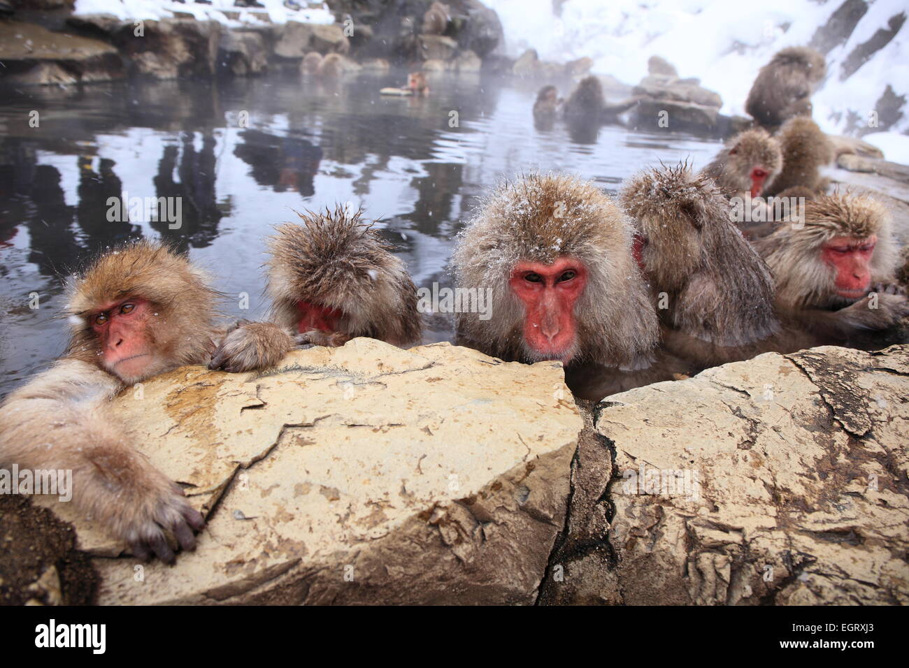 Snow monkey in hot spring, Jigokudani, Nagano, Japan Stock Photo - Alamy