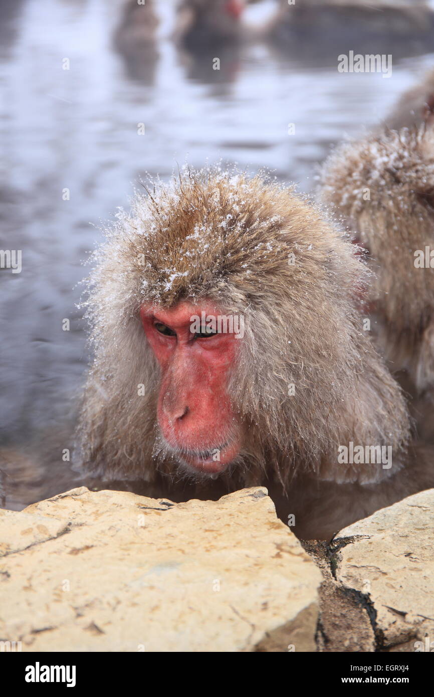 Snow monkey in hot spring, Jigokudani, Nagano, Japan Stock Photo - Alamy