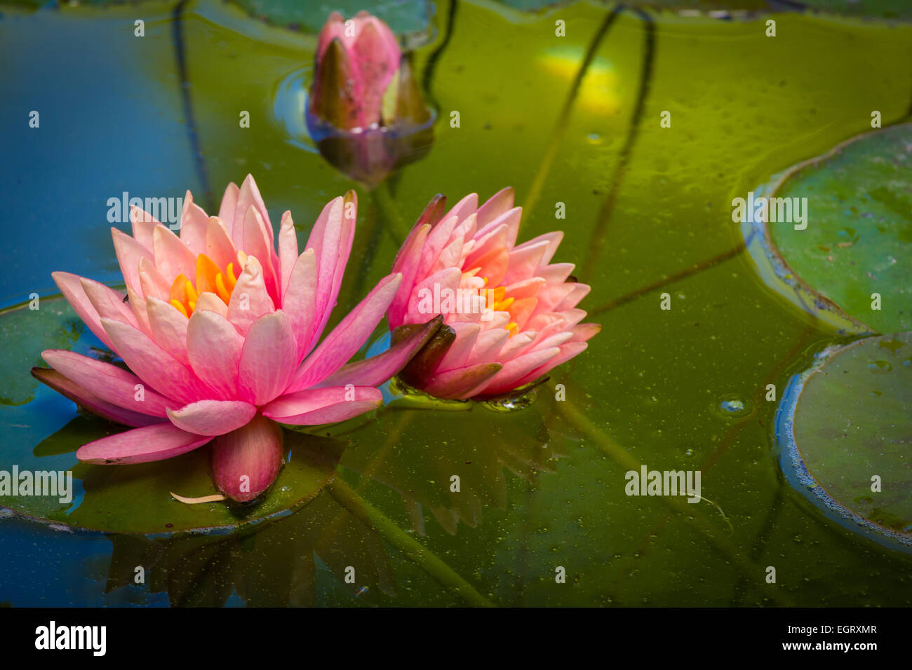 Nymphaeaceae hi-res stock photography and images - Alamy