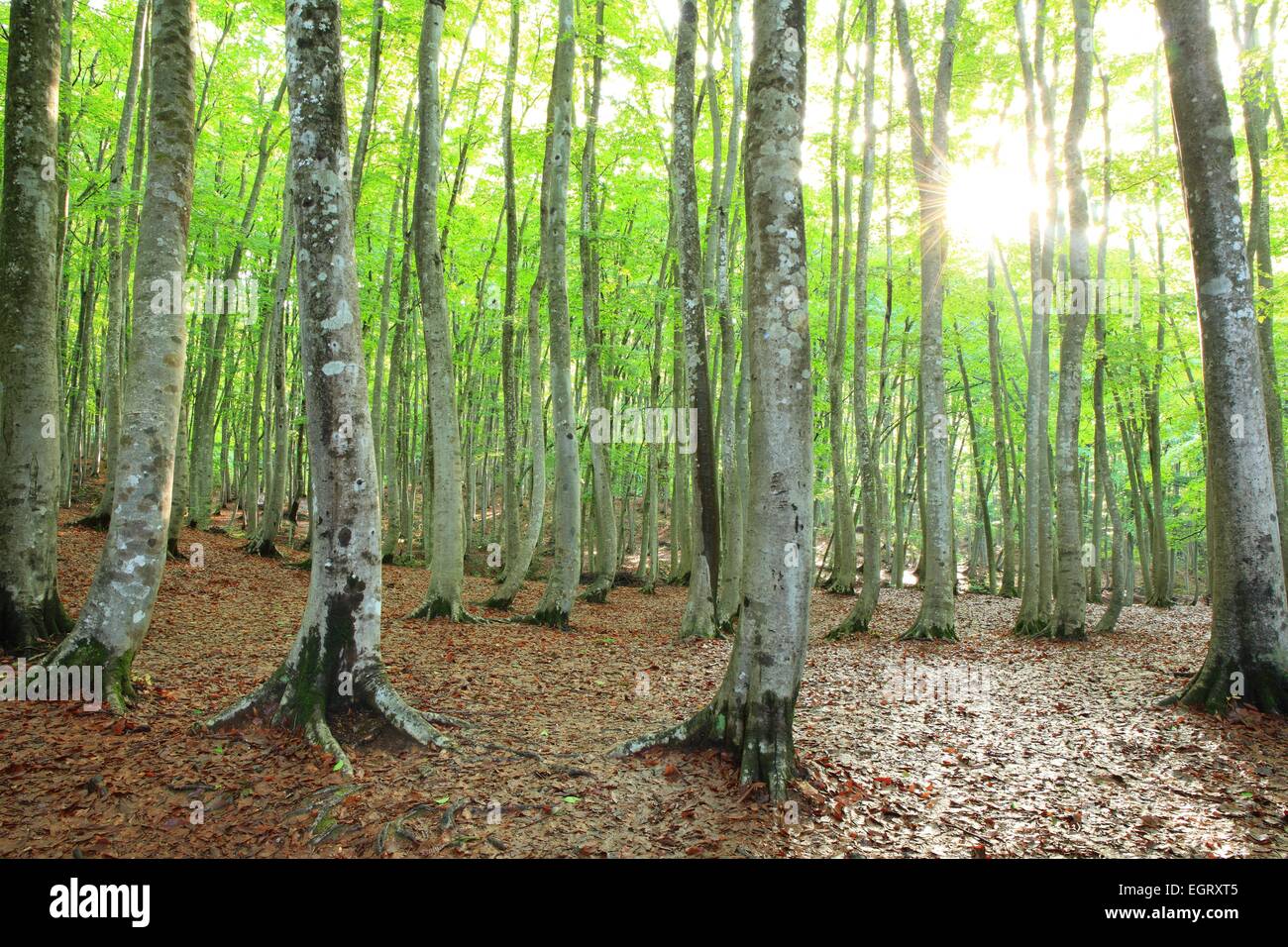 Japanese beech tree hi-res stock photography and images - Alamy