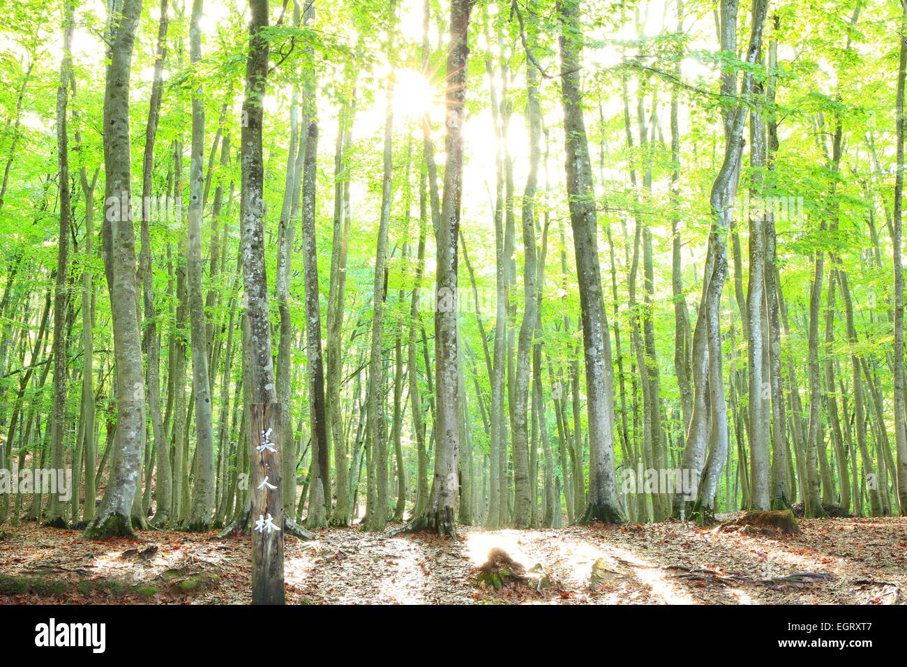 Japanese beech beech tree hi-res stock photography and images - Alamy