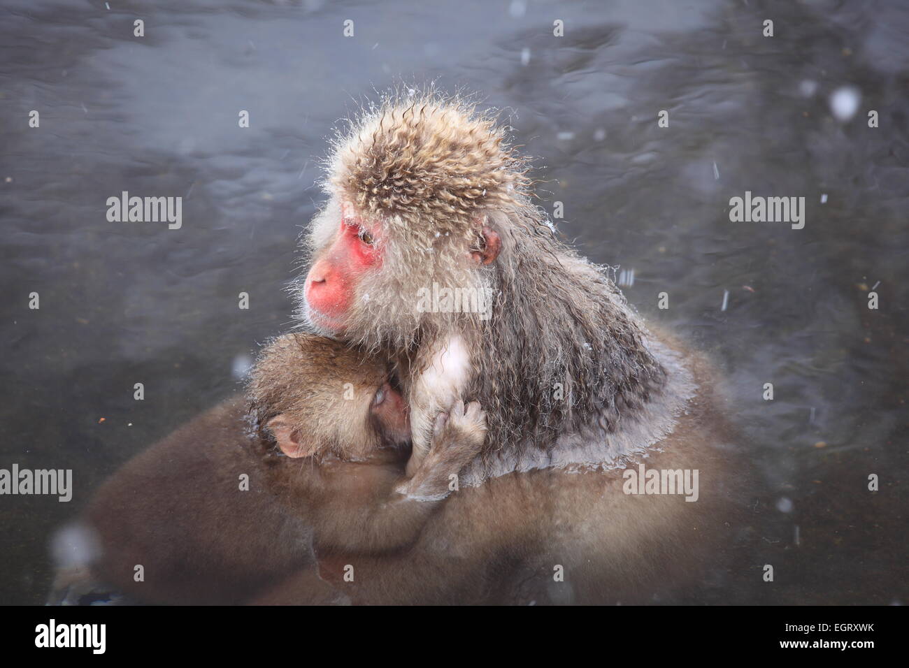 Cute snow monkey hi-res stock photography and images - Alamy